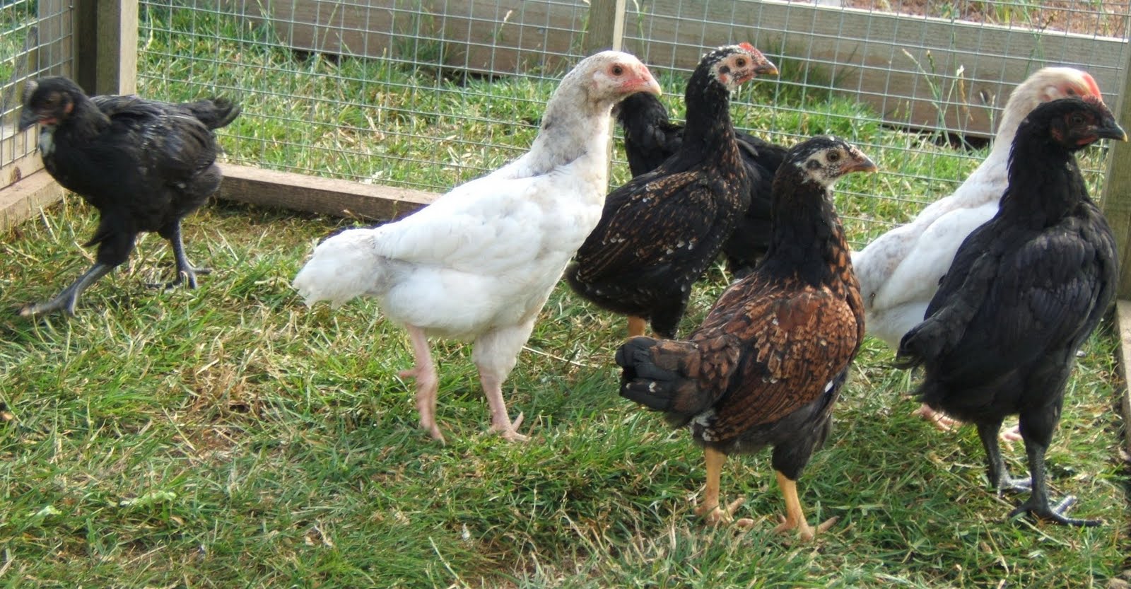 Bellecross Hens: Indian Game cross chicks 7- 8 weeks photos