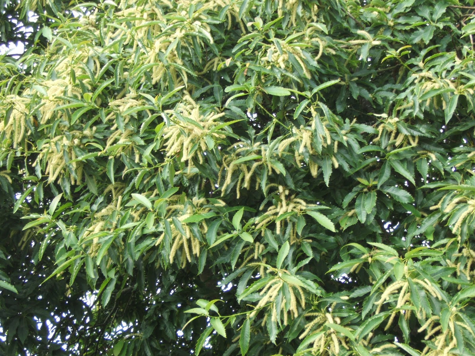A year in the life of.....: The Sweet Chestnut Tree