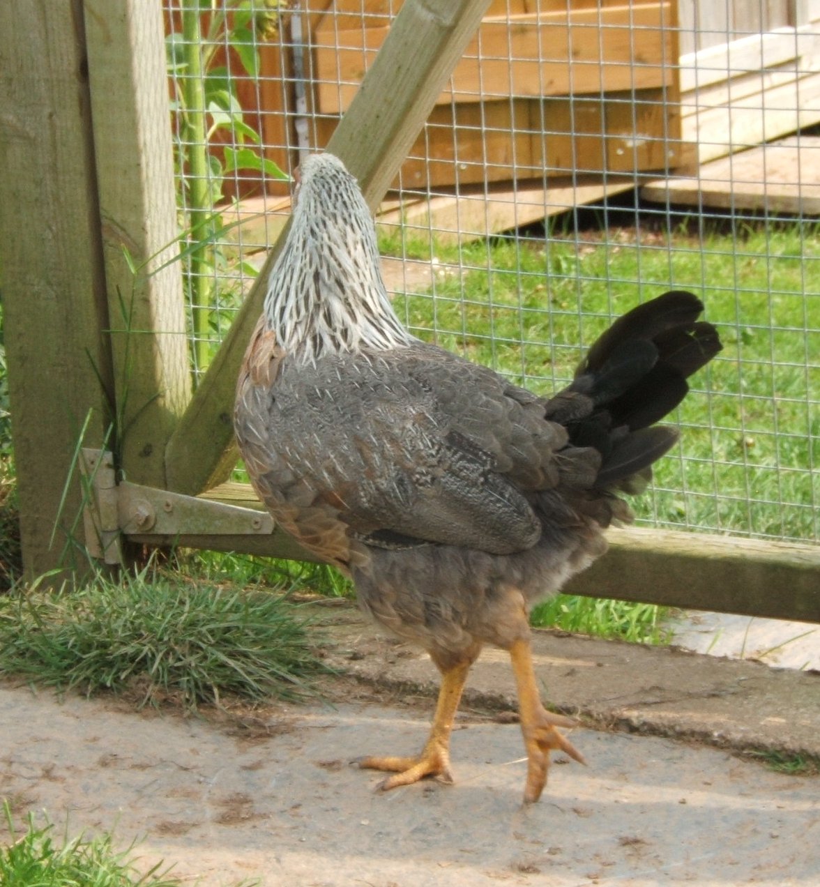 Bellecross Hens: Gold Duckwing Welsummer - For sale