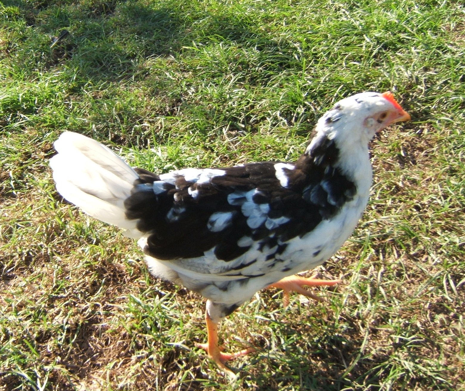 Bellecross Hens: Exchequer Leghorns - 12 weeks