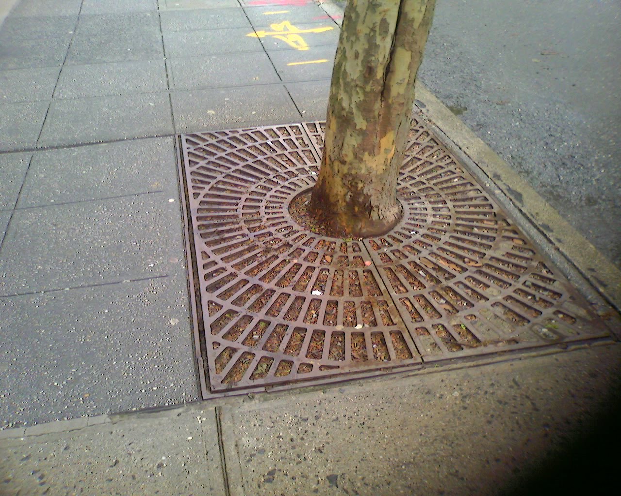 Rooftop Linnaeus: The Tree Pit or Tree Well?