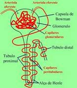Sistema Excretor - NH²: A estrutura do nefron