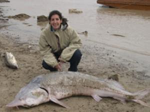 Environmental Geoscience: Beluga Sturgeon in Caspian Sea Reclassified ...