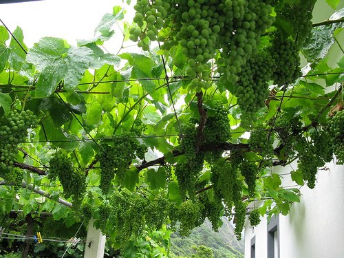 Ewa in the Garden: 13 Beautiful Examples of Wine Grape Growing