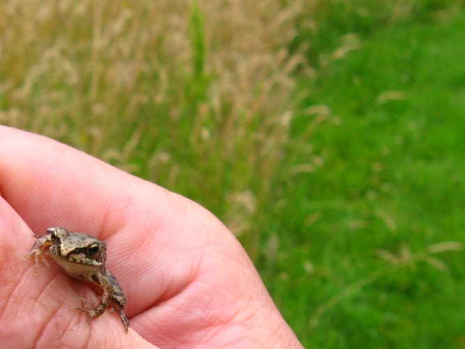 Frog Baby - The Best Animals