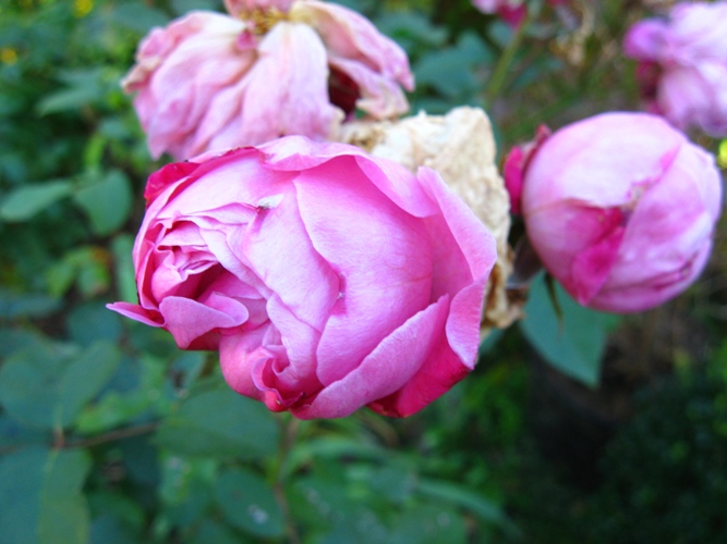 Ewa in the Garden: Autumnal flowers galore - GBBD October 2010