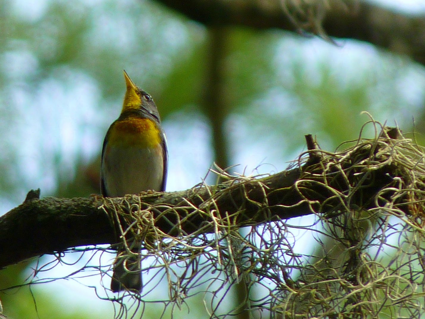 See Jane Bird. Bird, Jane, Bird.: Swamp Song