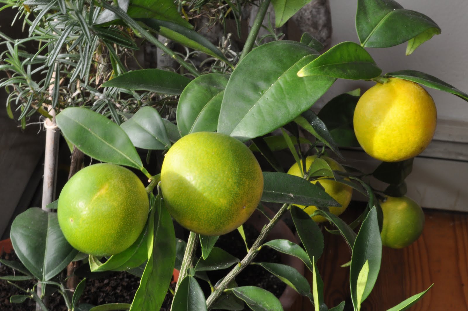 Sunquat - Alchetron, The Free Social Encyclopedia