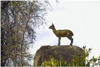 Animale Salbatice: Antilopa de munte