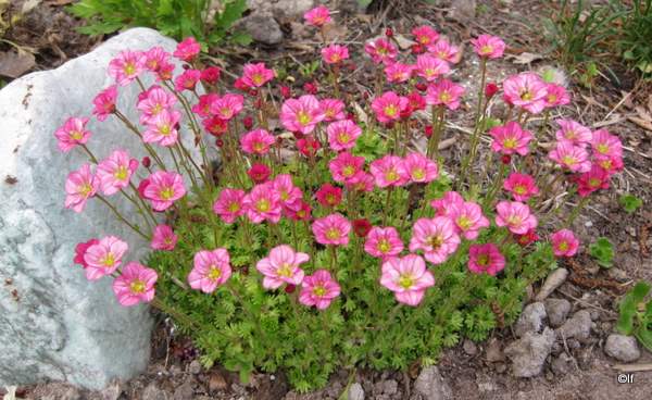 Morsingon pihalta: Kivikkopenkissä kasvaa patjarikko.