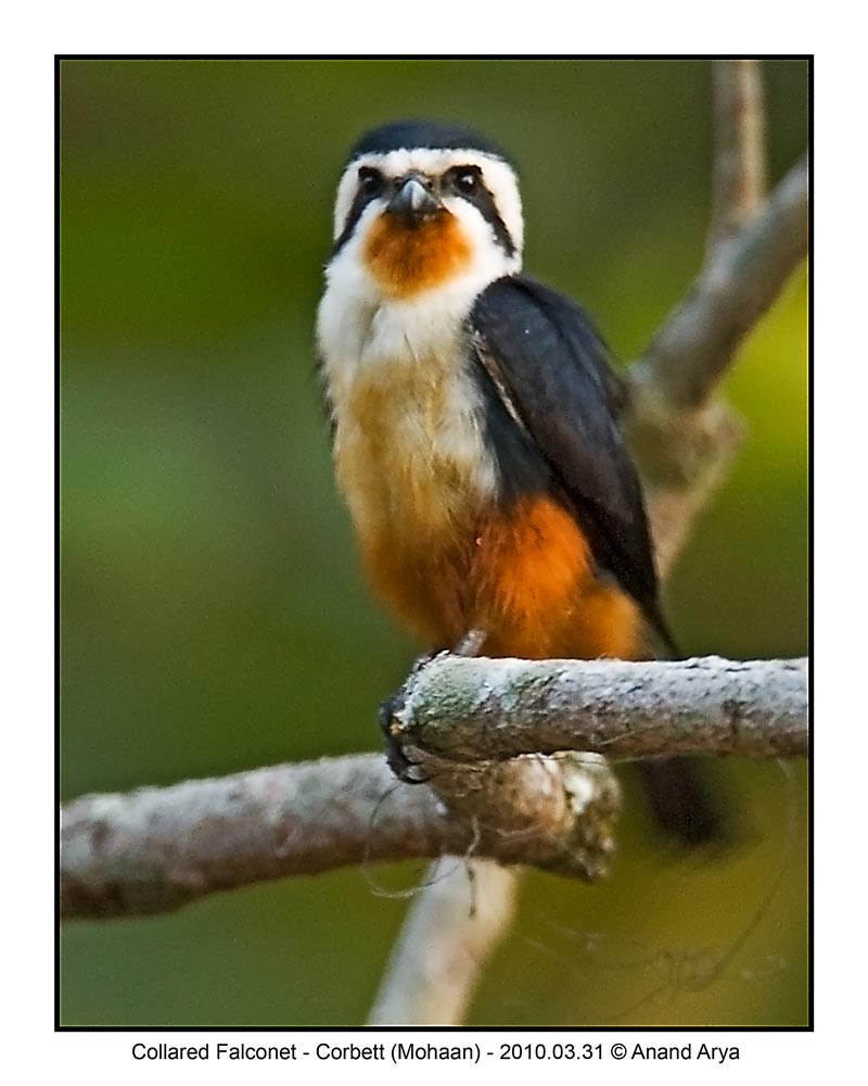 Indian Birds Photography: (delhibirdpix) The Commoners - # 105.01 ...