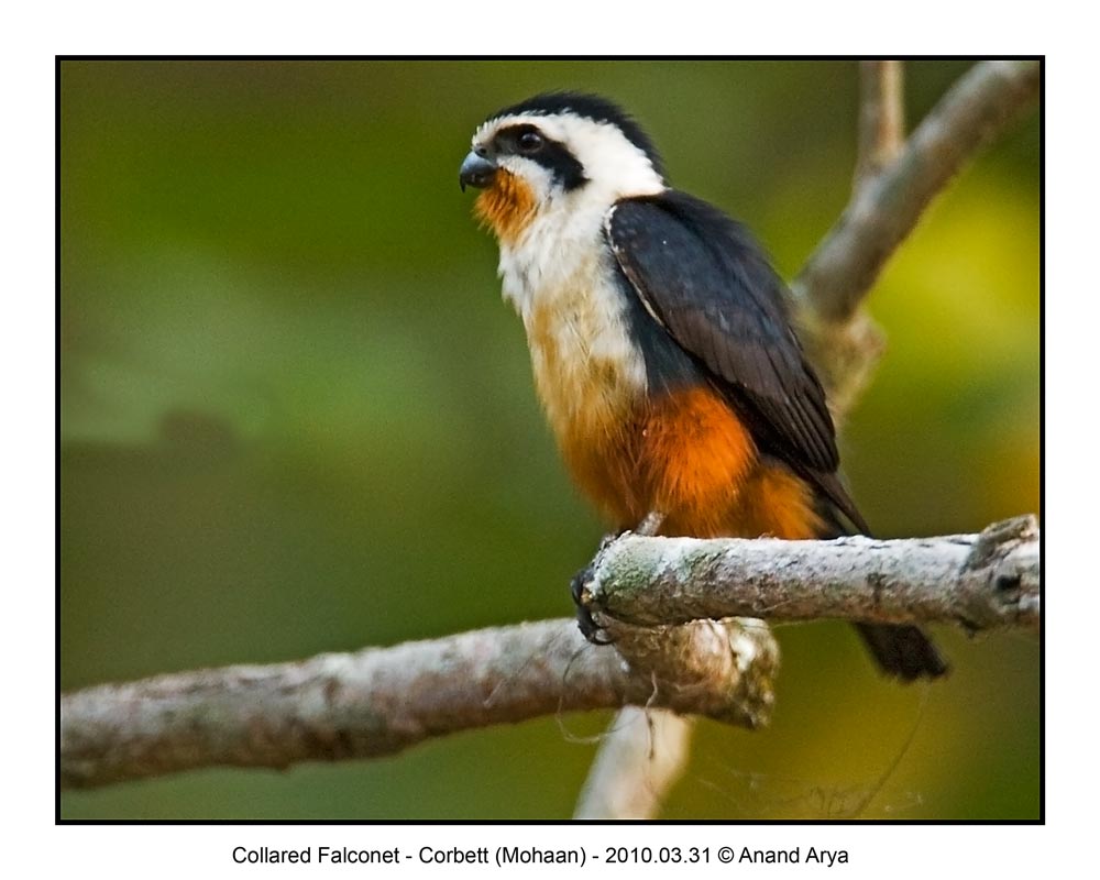 Indian Birds Photography: (delhibirdpix) The Commoners - # 105.02 ...