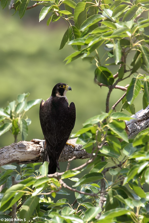 Indian Birds Photography: [BirdPhotoIndia] Shaheen Falcon