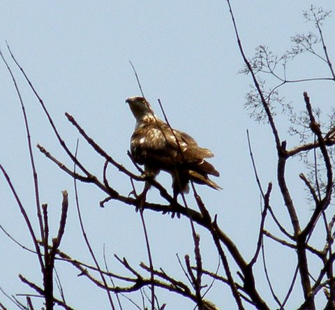 Indian Birds Photography: (delhibirdpix) ID of raptor required