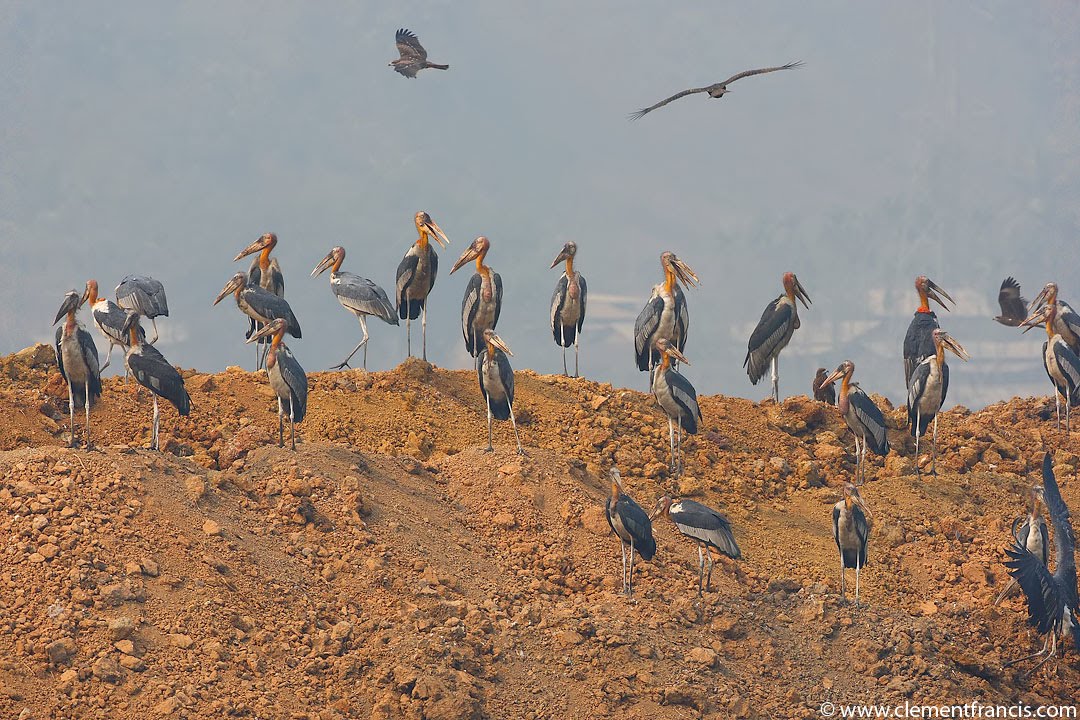 Indian Birds Photography: (delhibirdpix) Land of the Greater Adjutant ...