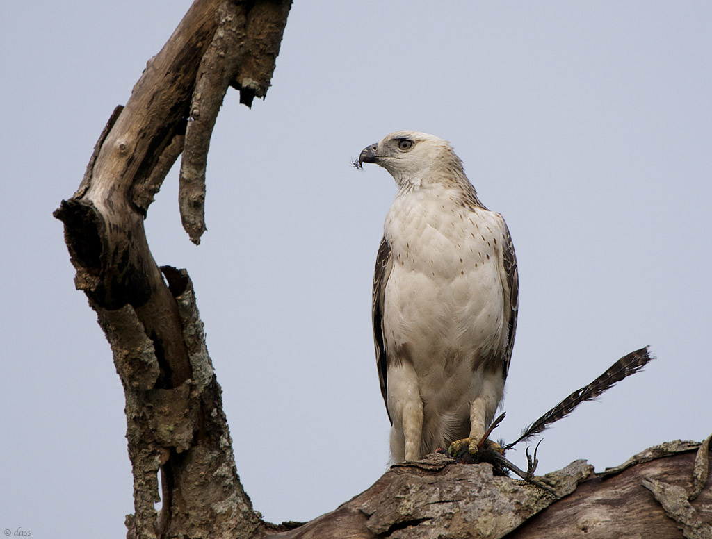 Indian Birds Photography: [BirdPhotoIndia] Changeable Hawk Eagle - juvenile