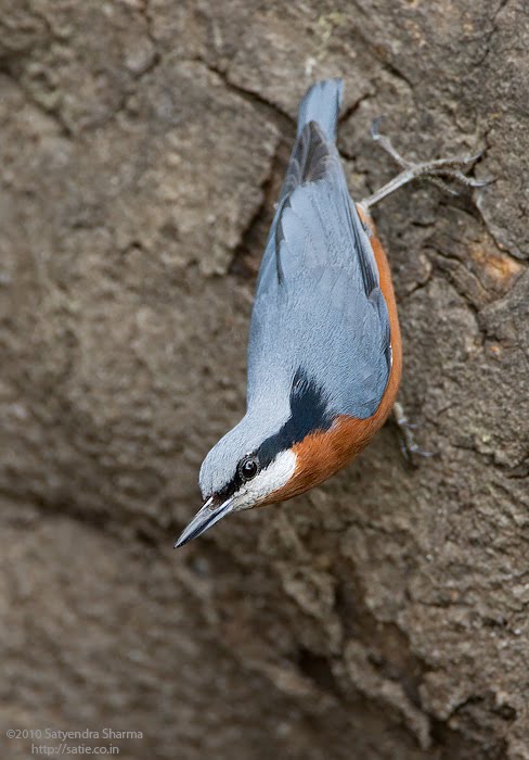 Indian Birds Photography: (delhibirdpix) Chestnut-bellied Nuthatch