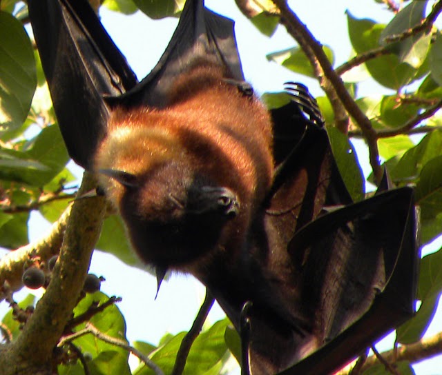 Indian Birds Photography: [BirdPhotoIndia] Bat