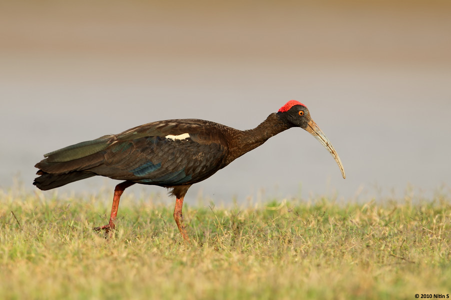Indian Birds Photography: [BirdPhotoIndia] Black Ibis