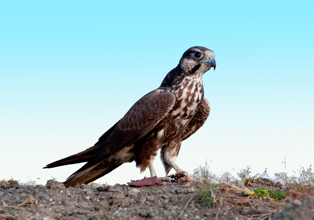 Indian Birds Photography: [BirdPhotoIndia] Tal Chhapar - Laggar Falcon ...