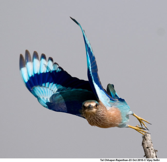 Indian Birds Photography: (delhibirdpix) Tal Chhapar-Rajasthan-23 Oct 10-8