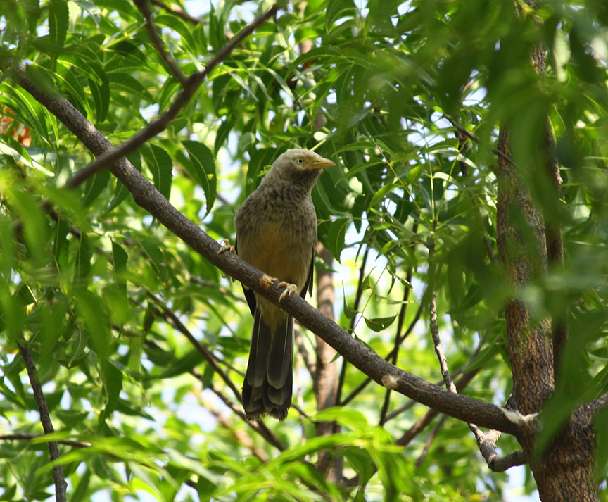 Indian Birds Photography: [BirdPhotoIndia] Large Grey Babbler from ...