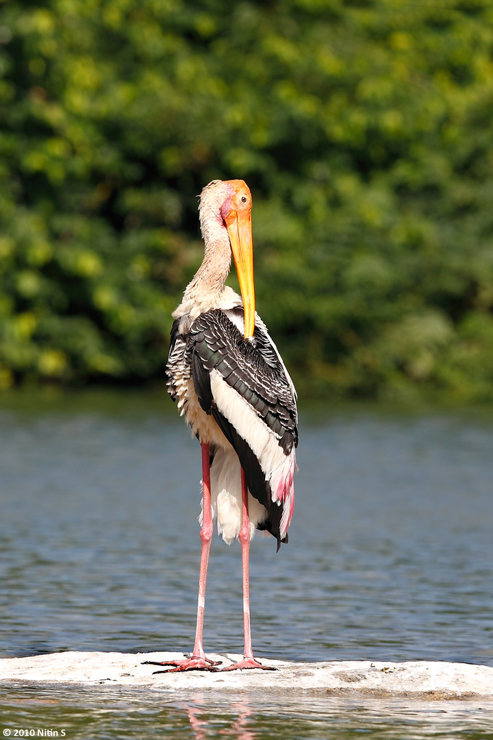 Indian Birds Photography: [BirdPhotoIndia] Painted Stork Adult