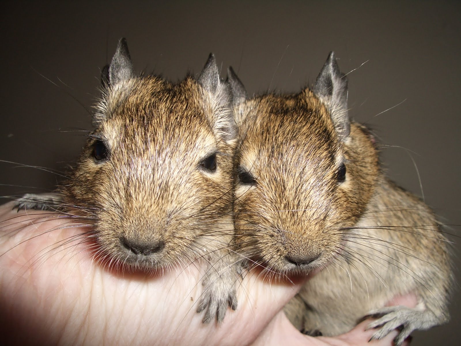 Cheshire Hamster Breeder: Two gorgeous baby boy Degus ready to leave home
