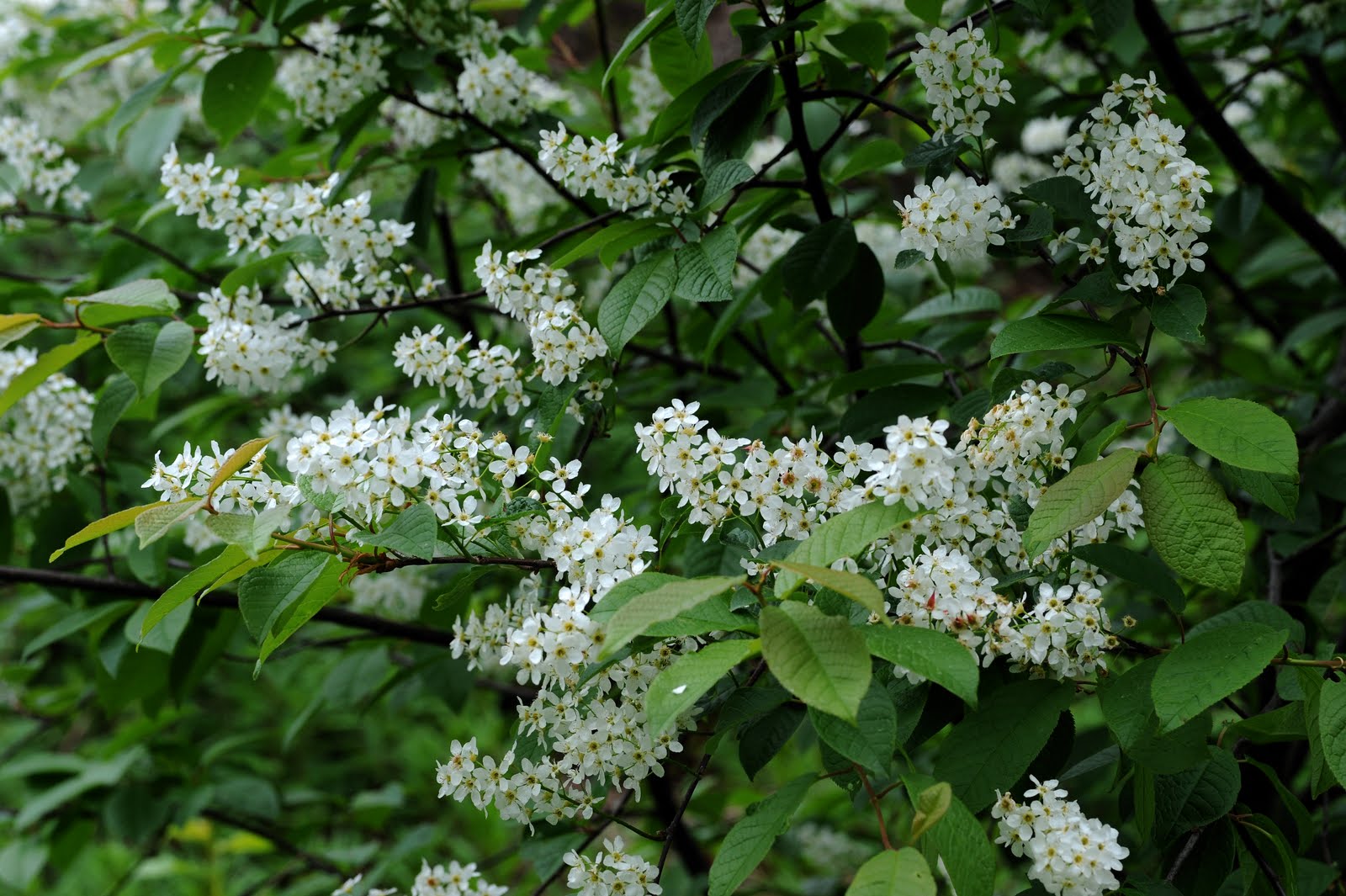 Naturfoto Einar Hugnes: Hegg uten heggspinnmøll