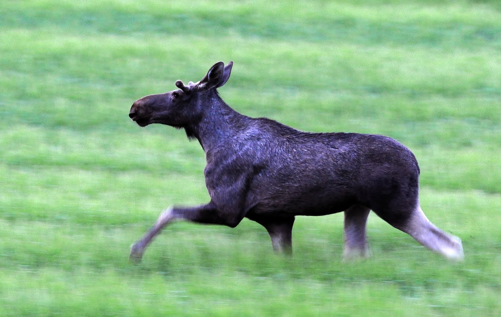 Naturfoto Einar Hugnes: Springende elg i kornåker