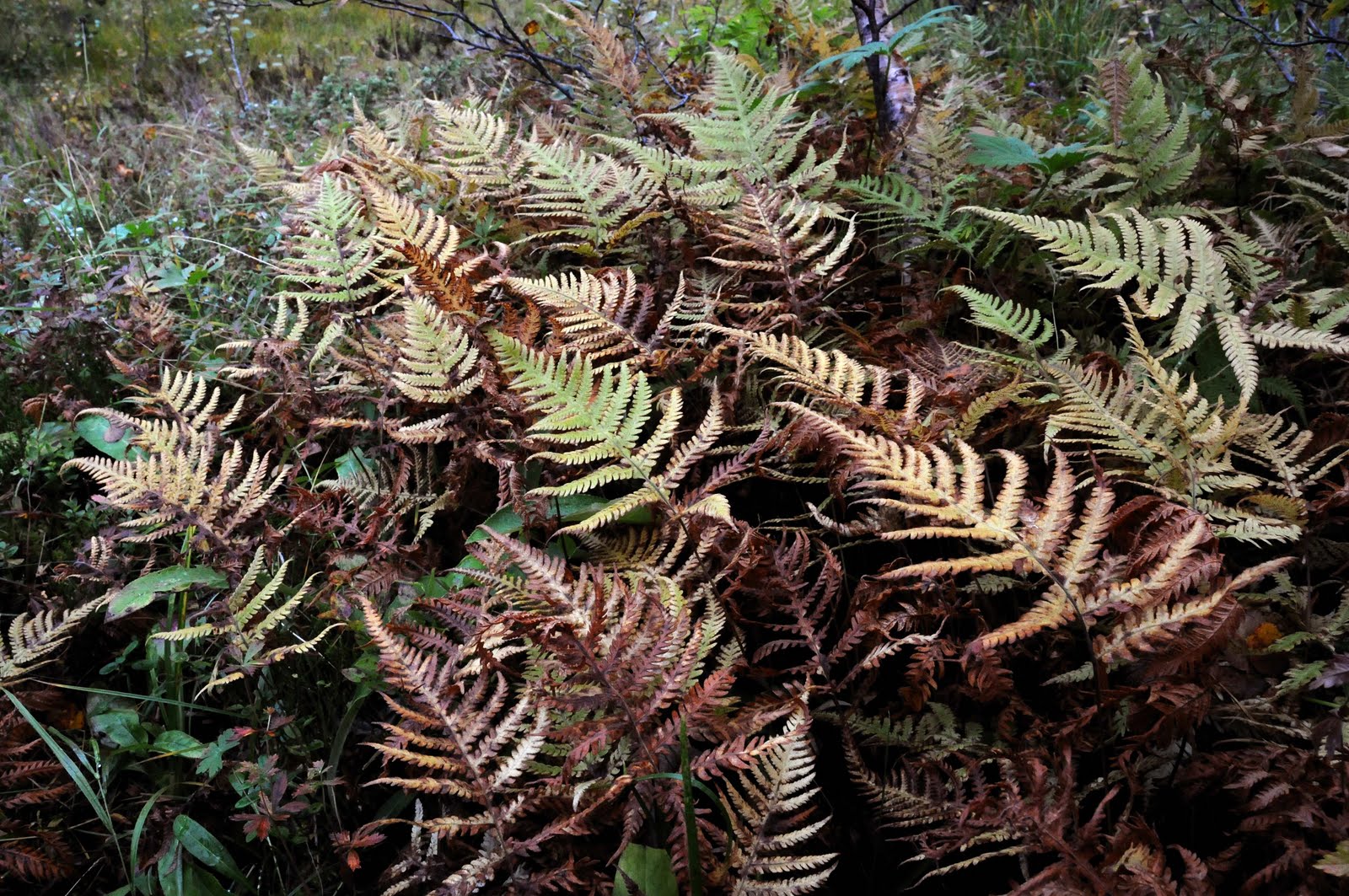 Naturfoto Einar Hugnes: Bregner i høstskogen