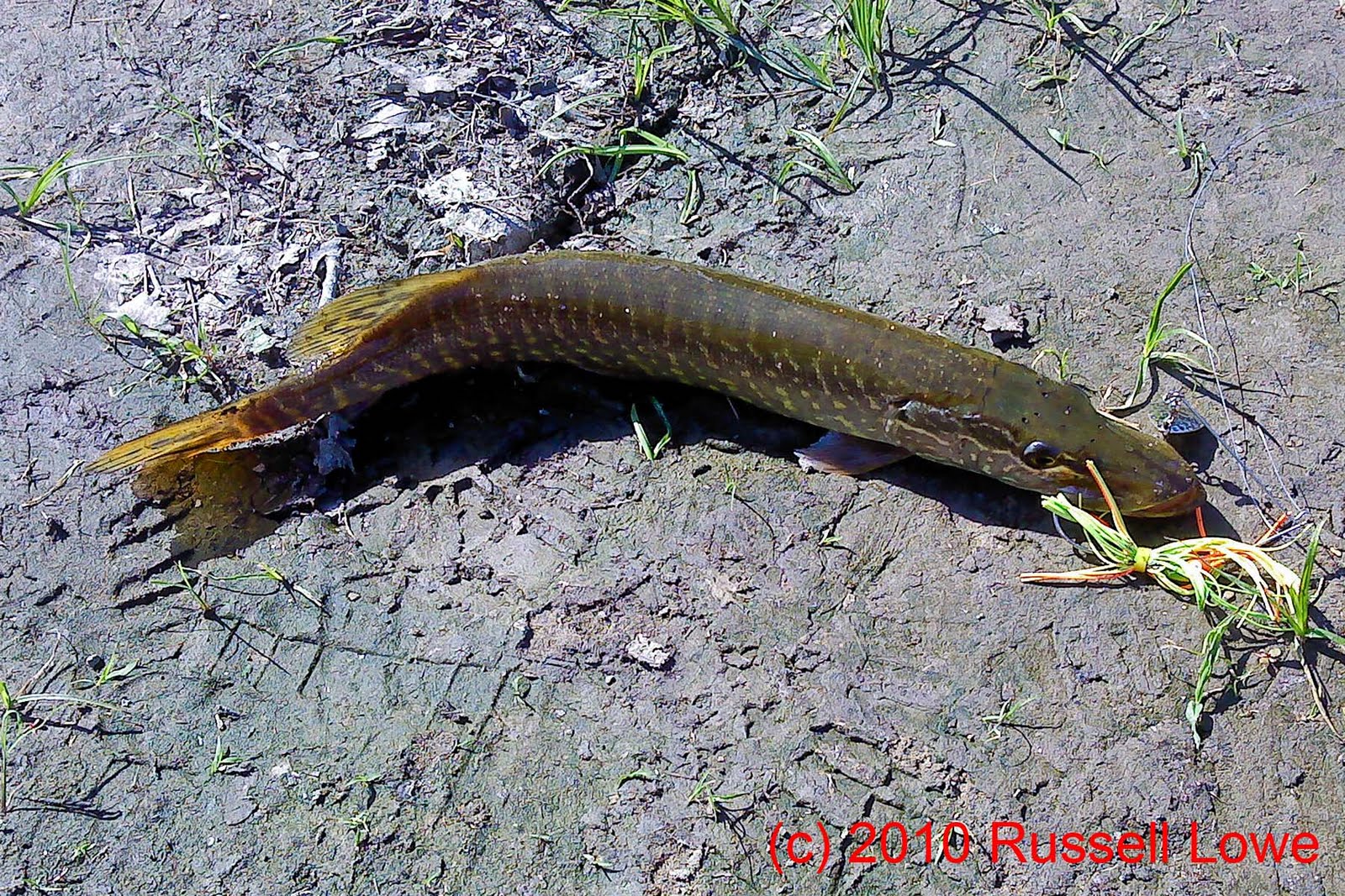 "The Way I See It": Small Pike From The Des Plaines River