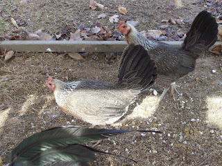 For the Love of Chickens, Goats and Art!: New Years Day Photos