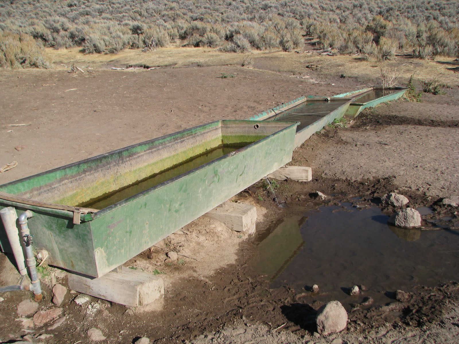American Herds: Calico: Past, Present & Future V