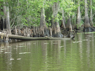 On the road with the free and easy riders!: Garfish Rodeo 2009
