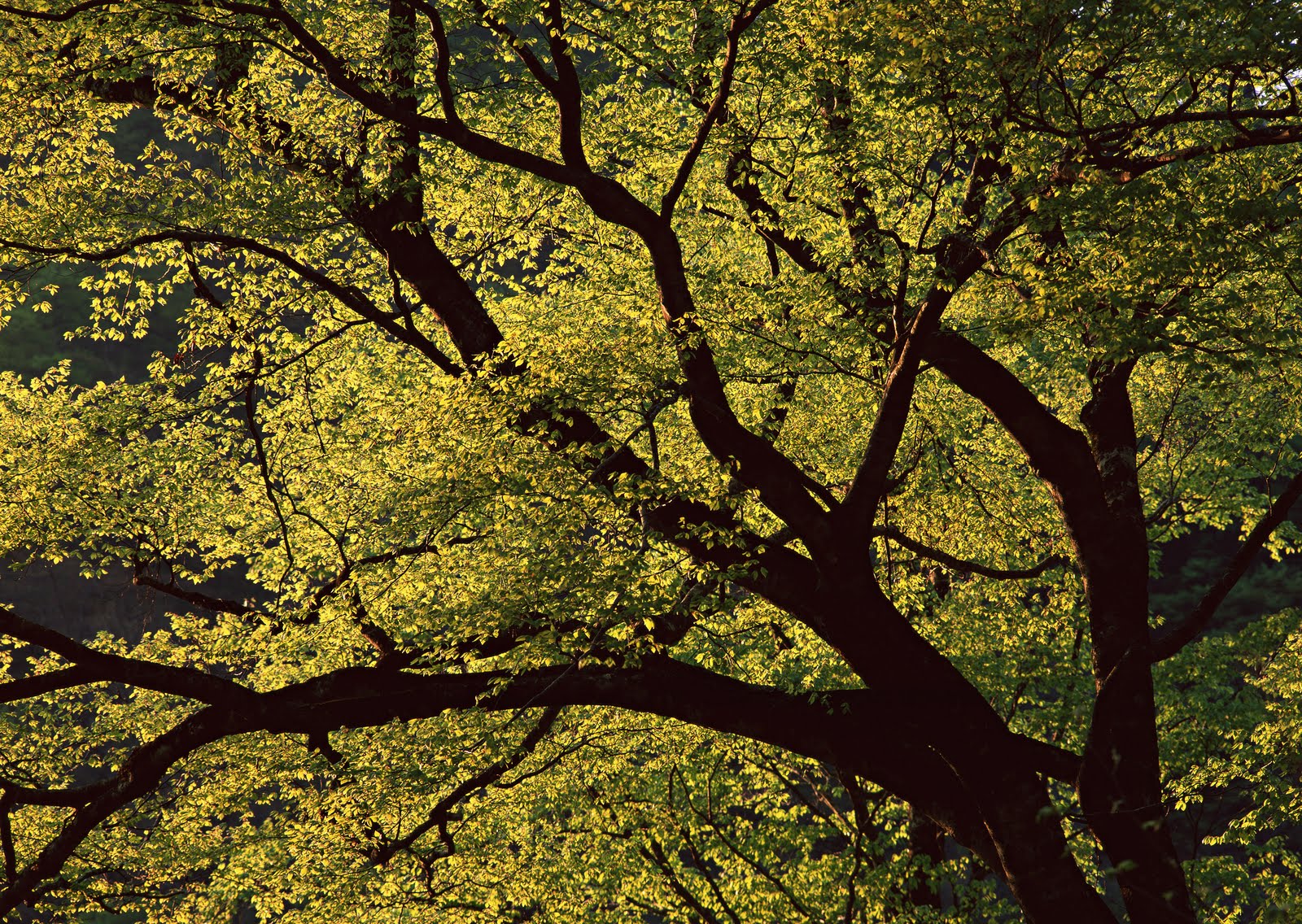 Tree Cutting Techniques