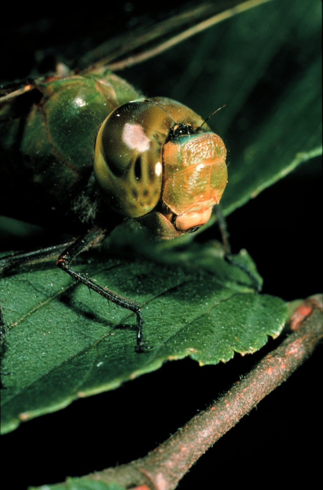 Illinois Natural History Survey: Dragonflies