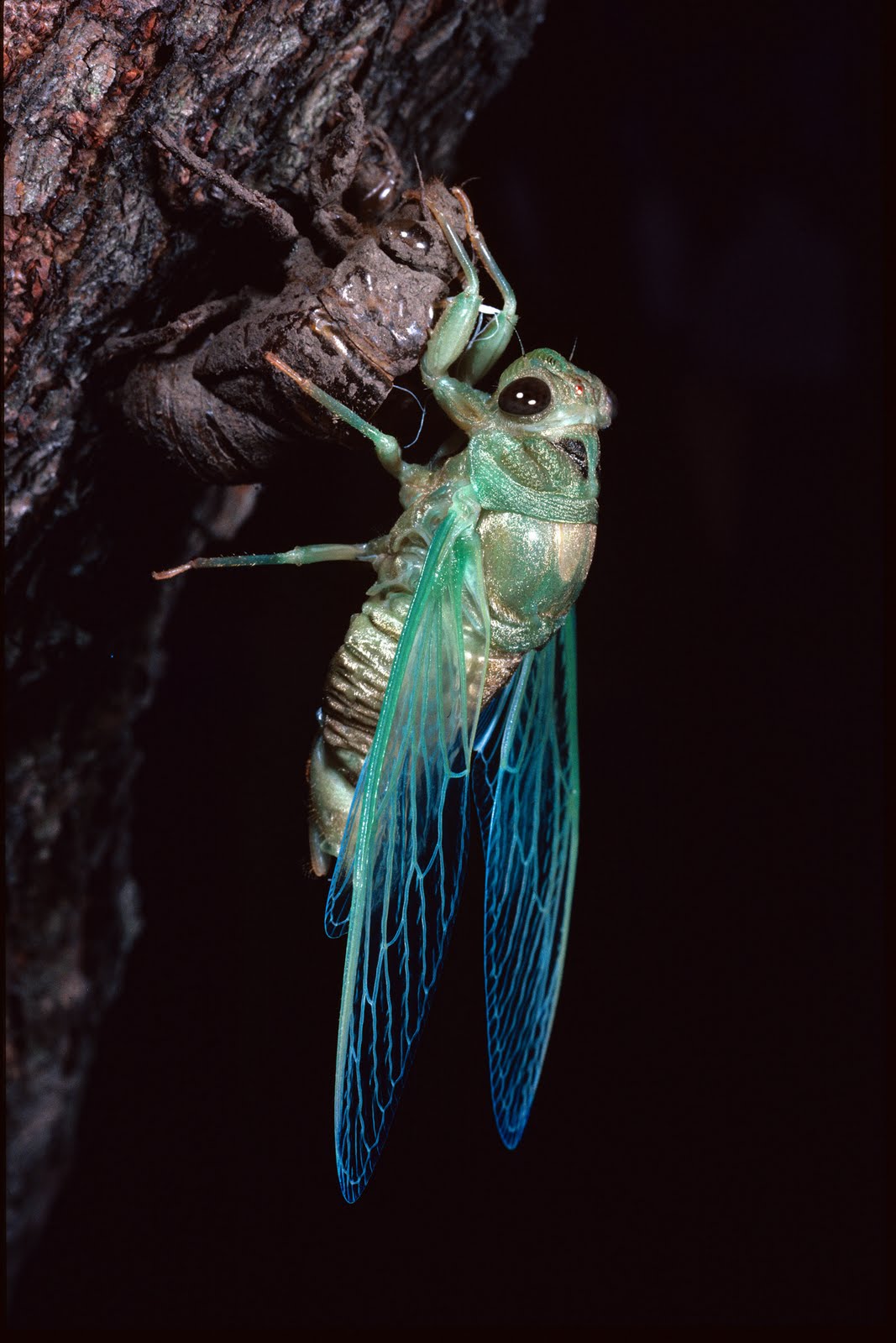Illinois Natural History Survey: Summer Cicadas