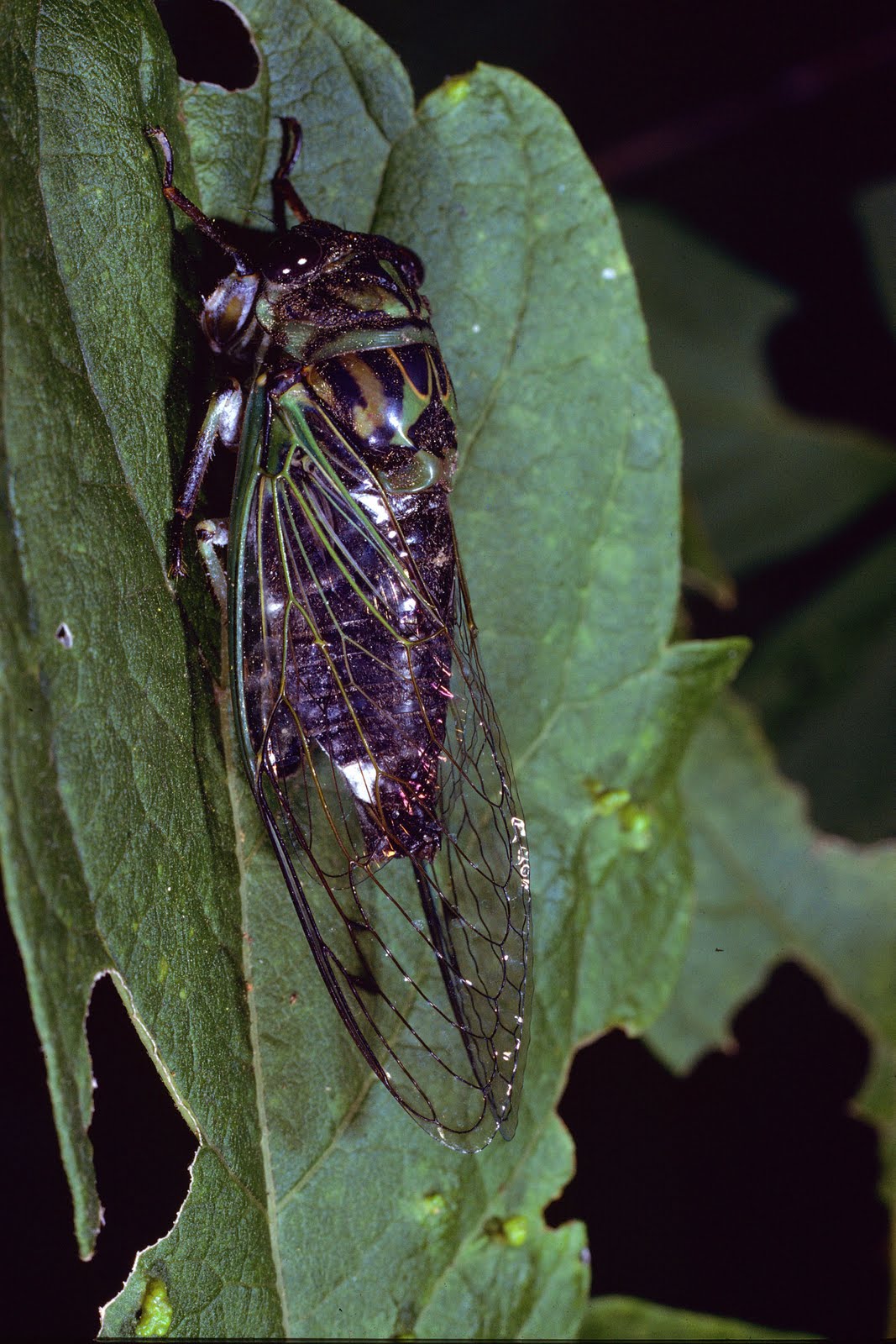 Illinois Natural History Survey: Summer Cicadas