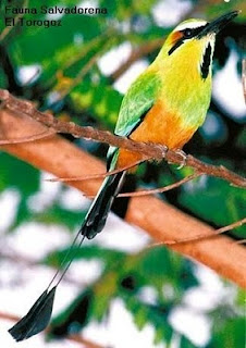 trabajo de informartica 4: Curiosidades del Torogoz Ave Nacional de El ...