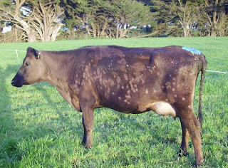 Cows, calves and veterinary: Ringworm