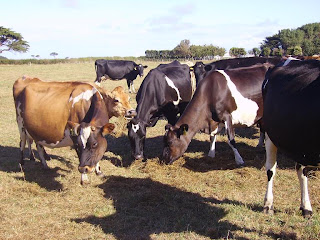 Cows, calves and veterinary: Feeding molasses