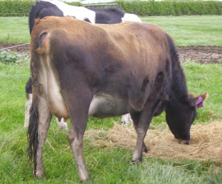 Cows, calves and veterinary: springing heifers