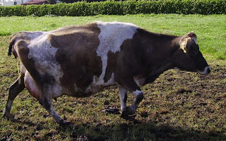 Cows, calves and veterinary: How do you know when a cow is due to calve?