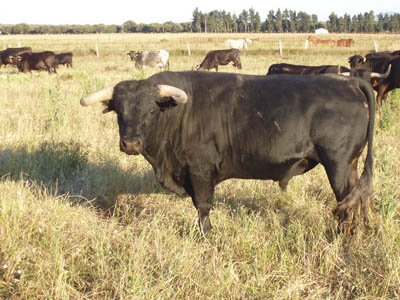 Animales Salvajes: Toro