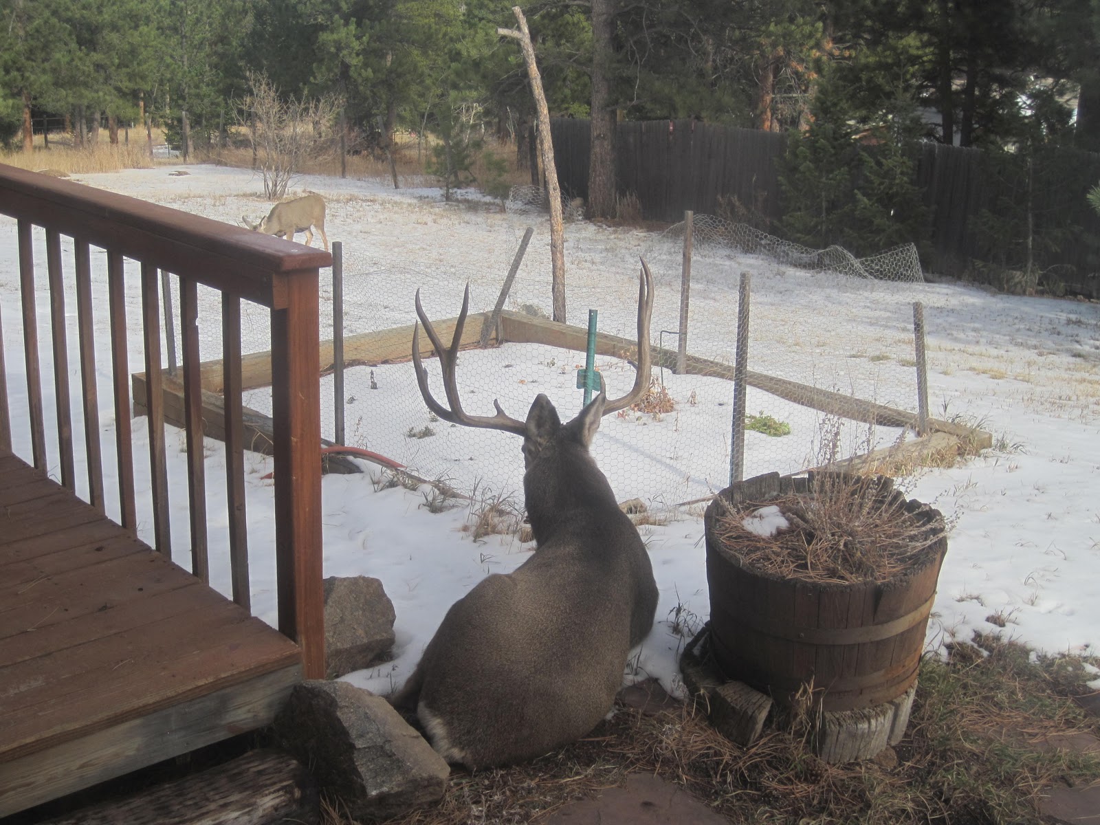 Joghard: 8 point, 6 point and 4 point mule deer bucks.
