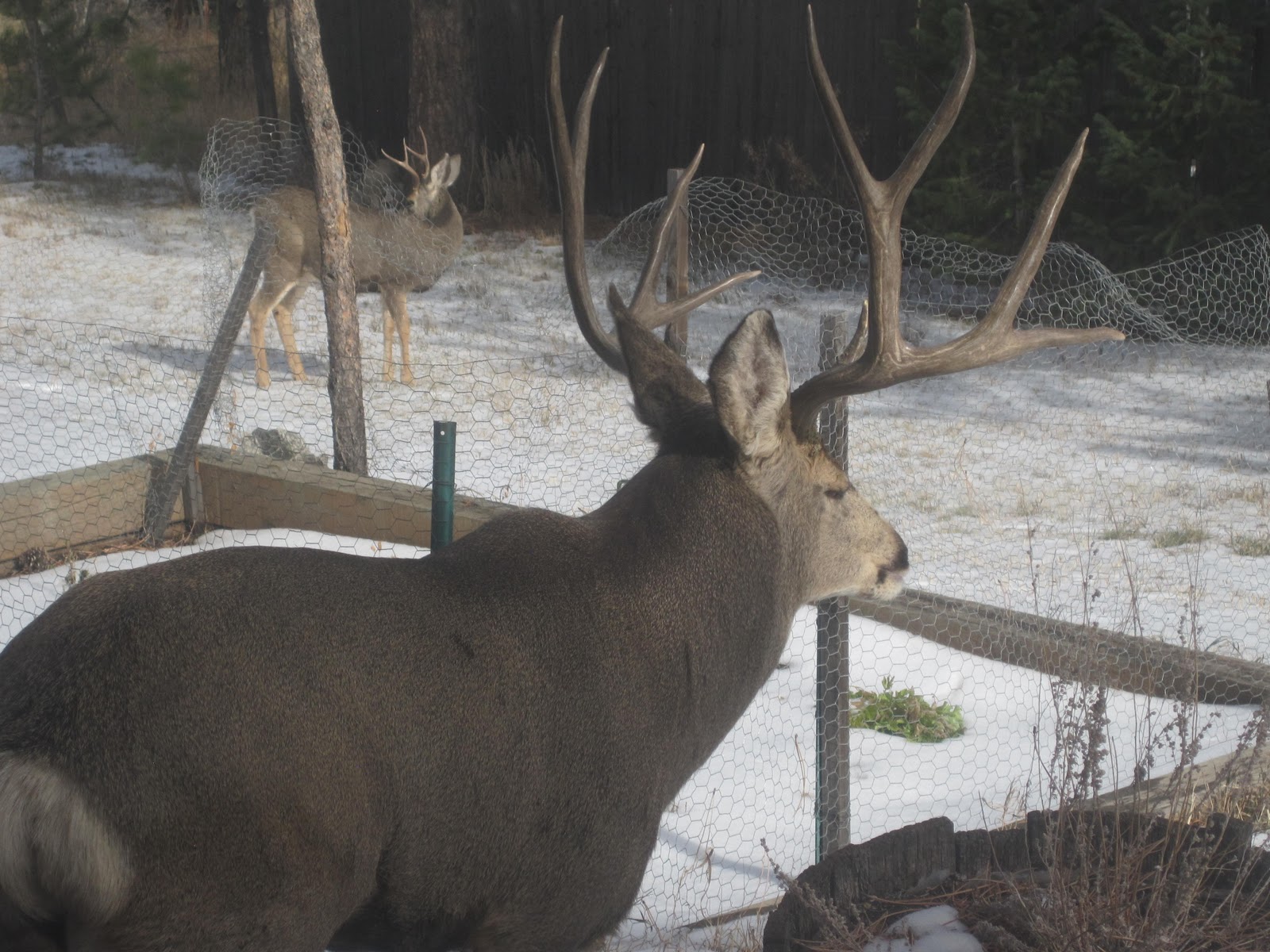 Joghard: 8 point, 6 point and 4 point mule deer bucks.