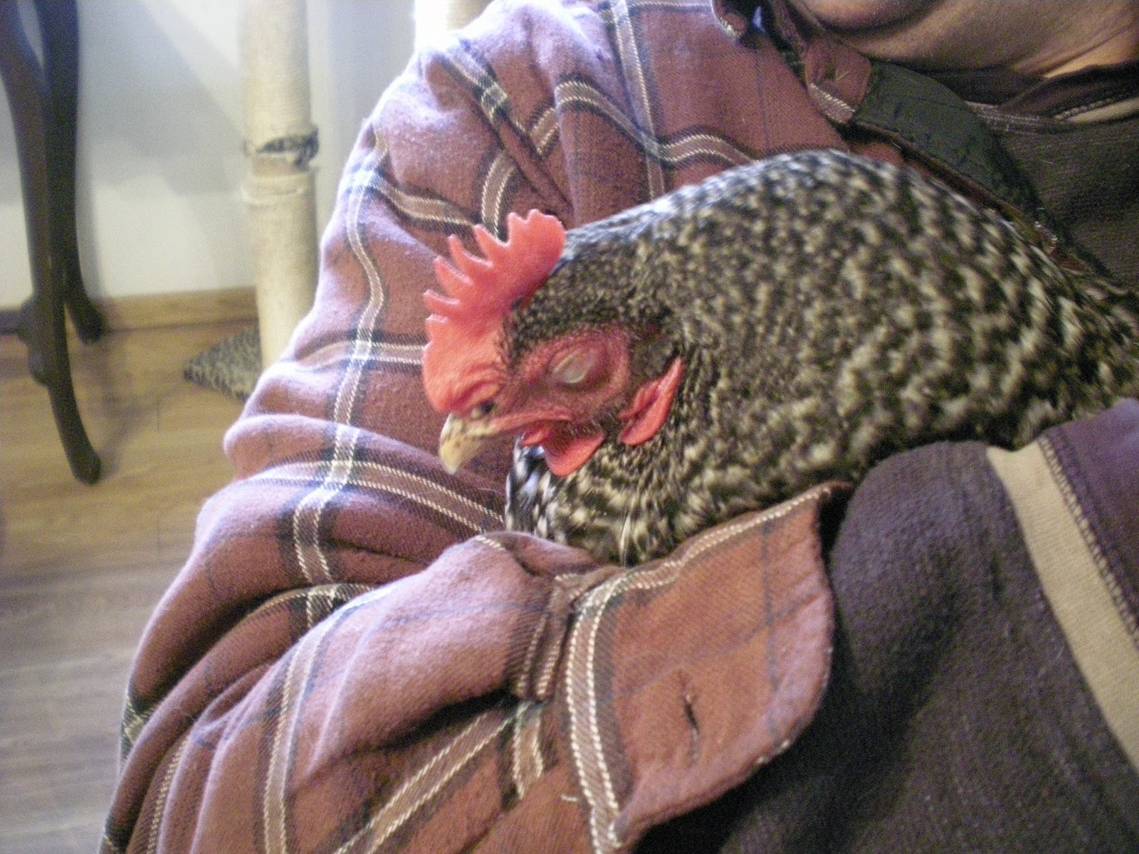 Rhymes With Vanilla: How to give a chicken eye drops...