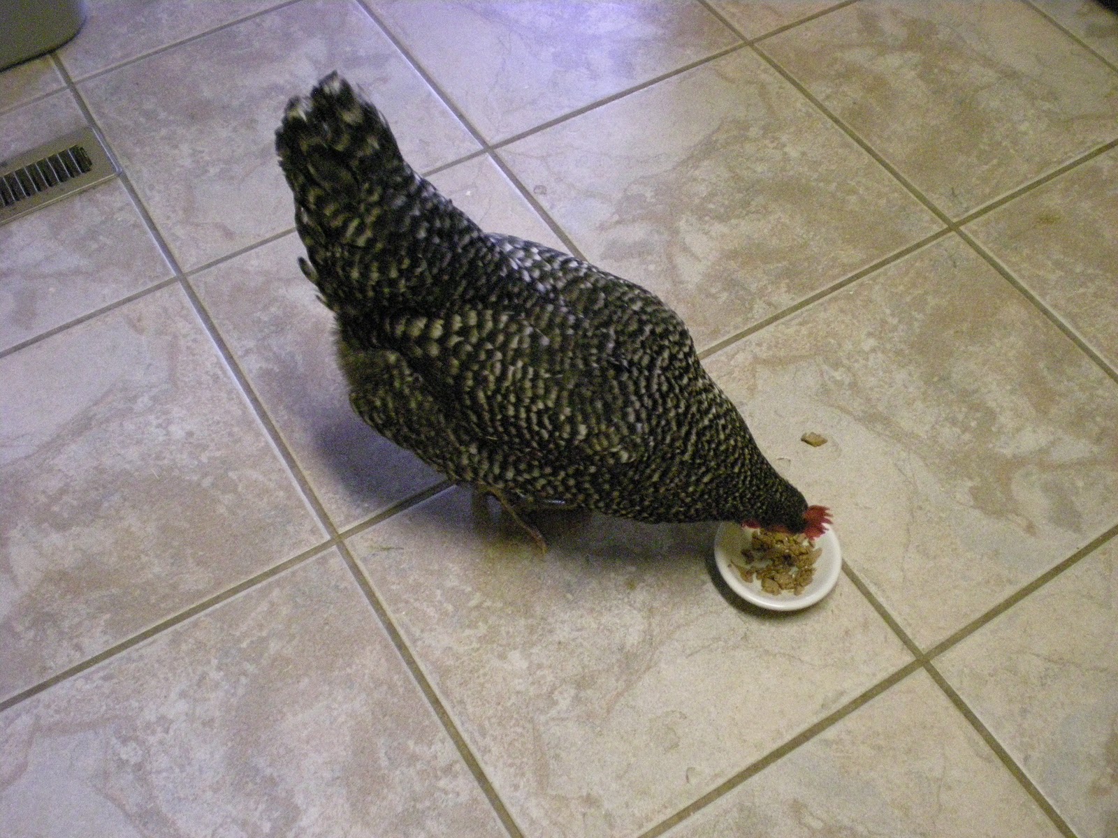 Rhymes With Vanilla: How to give a chicken eye drops...