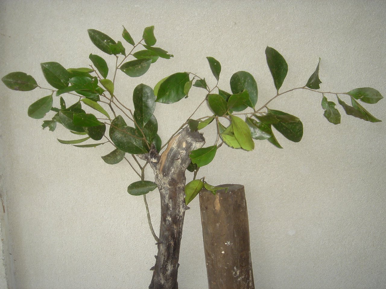 SENI RAHSIA ALAM: Kemuning Hitam